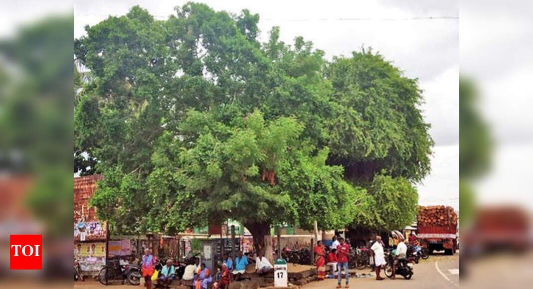 Denizens come together to save 70-year-old litchi tree | Trichy News ...