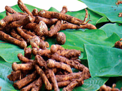 Exploiting Roen Olmi could give rise to diseases like KFD: Biodiversity ...