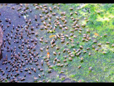 Dengue larvae at 107 Behala spots | Kolkata News - Times of India