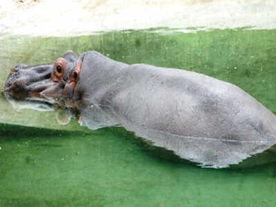 Nahargarh park gets its ‘exotic’ hippo | Jaipur News - Times of India