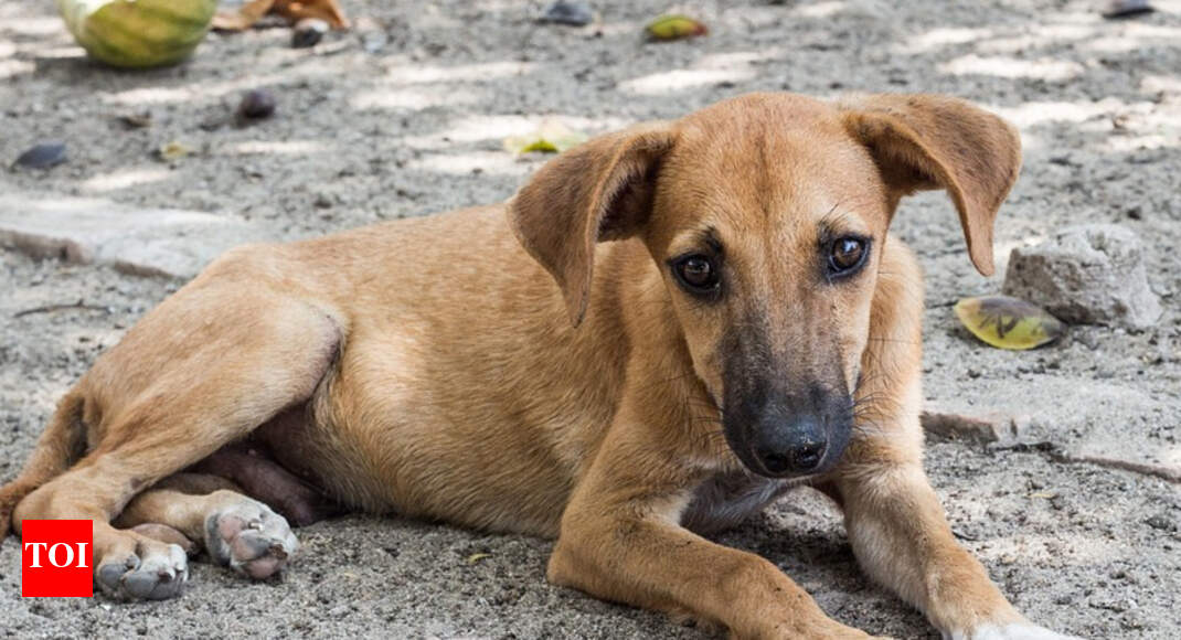 Three women reach out to weakest, save strays from dog gone days ...