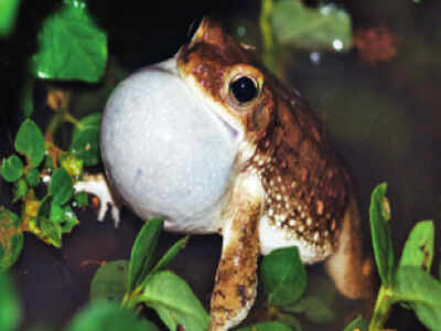 DU professor finds new frog species in Aravalis | Delhi News - Times of ...