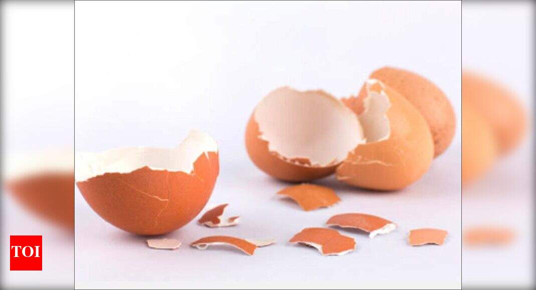 IIT-H researchers produce bone implant materials using eggshells ...