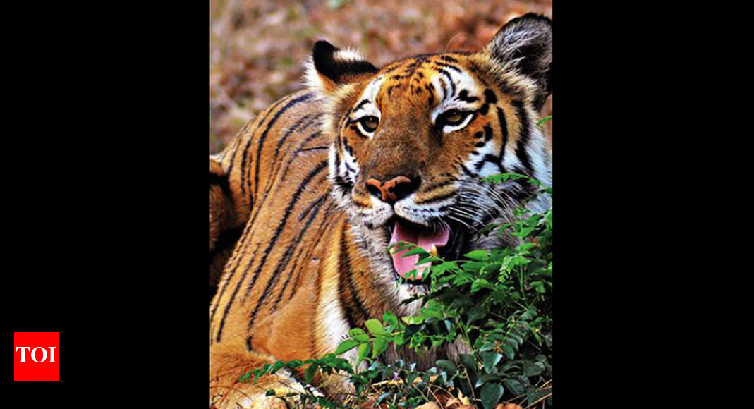 Poaching behind poor tiger count in Dampa reserve: Report | Guwahati ...