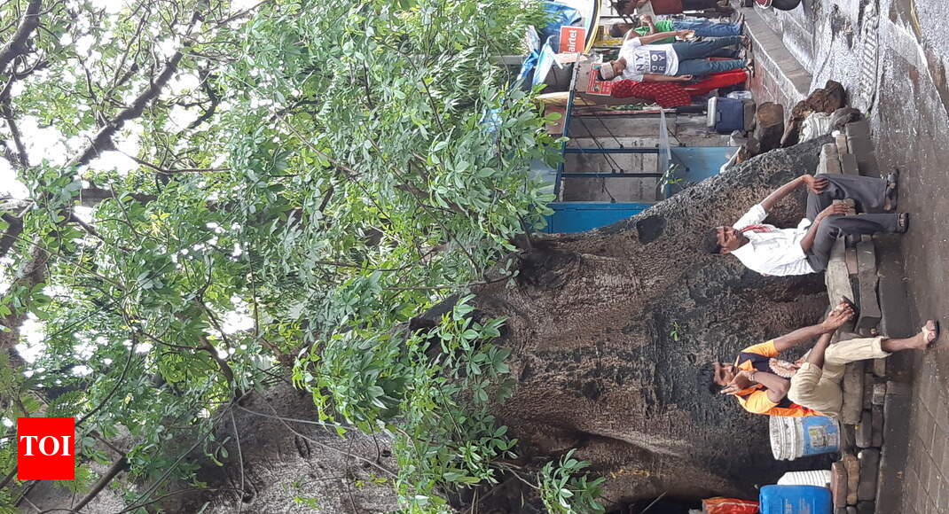 Protecting and Saving Mumbai's Fattest Tree - Times of India