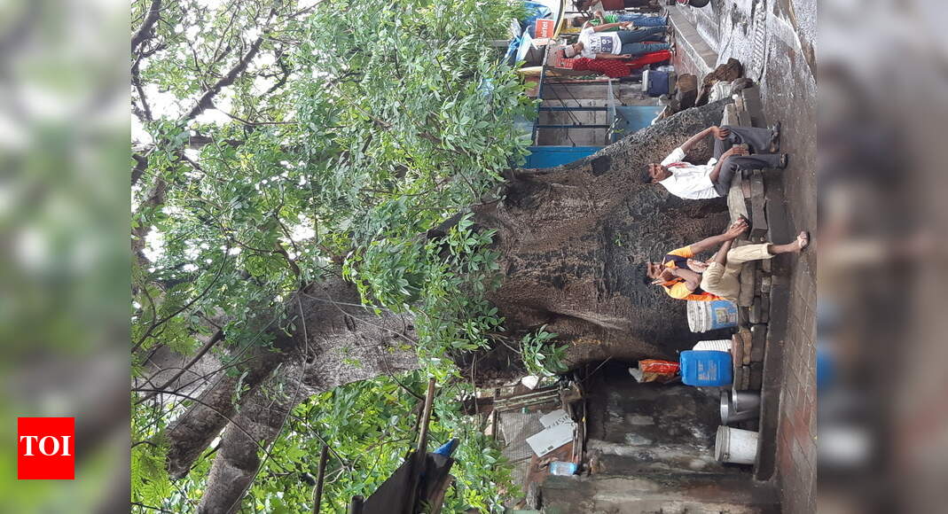 Protecting and Saving Mumbai's Fattest Tree - Times of India