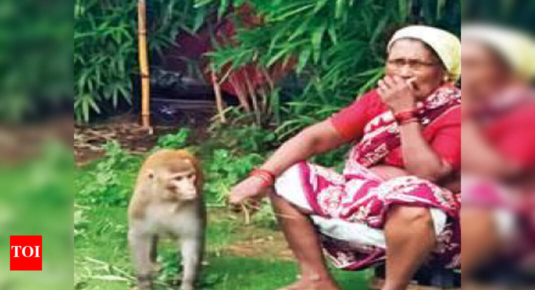 Mumbai: Monkey’s two-month ‘reign of terror’ ends with its rescue ...