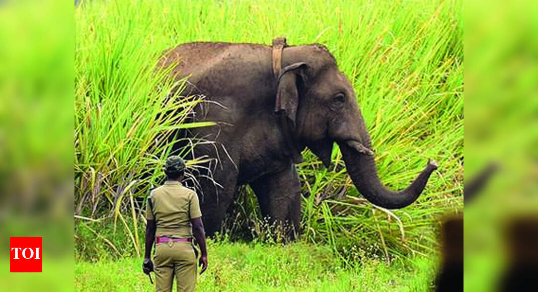 Relief a far cry for elephant raid victims | Coimbatore News - Times of ...