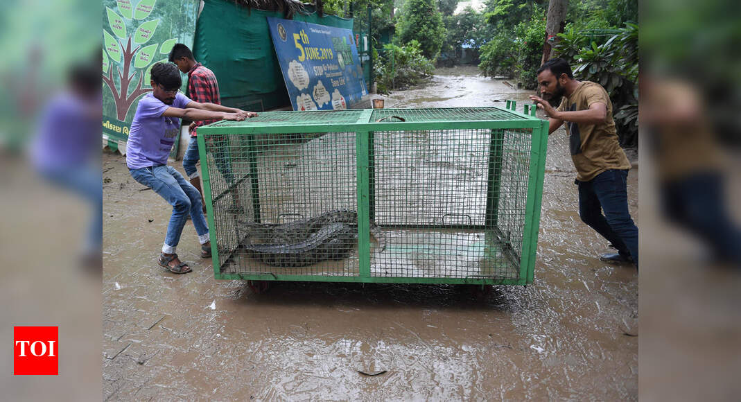 35 crocodiles rescued in Vadodara since July 31 downpour | Vadodara ...