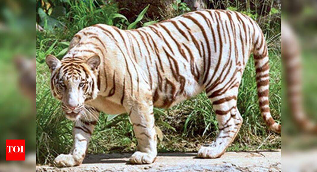 14-year-old white tiger dies at Nehru zoo in Hyderabad | Hyderabad News ...