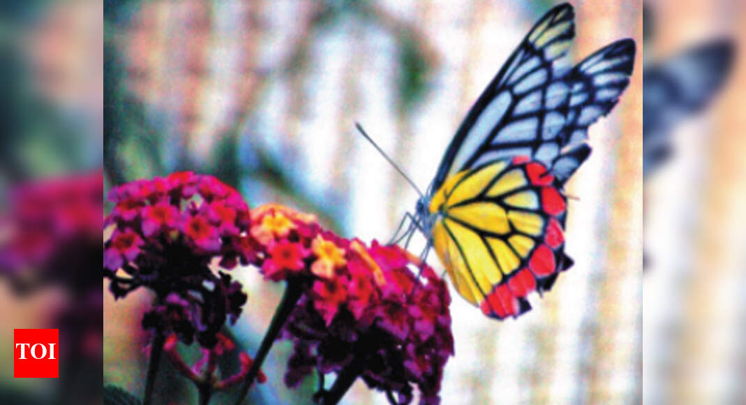 Butterfly populations dwindle in Pune region | Pune News - Times of India
