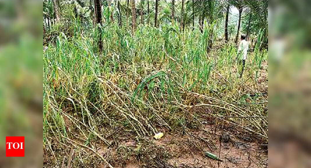 Rs 8-10 crore crop loss, 1,500 hectares affected in flood-hit areas ...