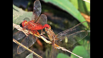 Rain can’t play spoilsport as Delhi counts dragonflies | Delhi News ...
