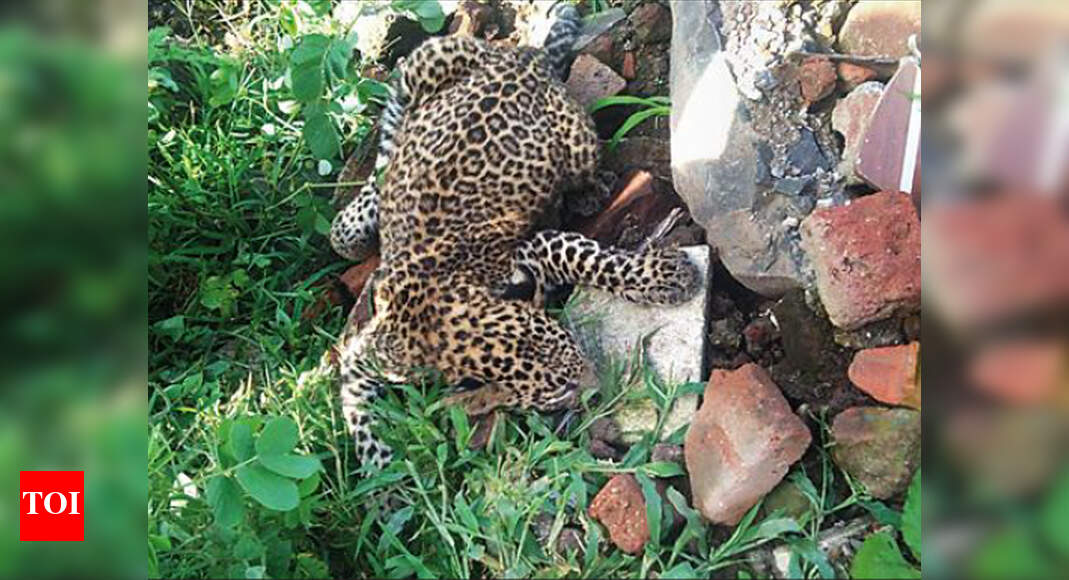 Two leopard cubs killed in accident | Nashik News - Times of India