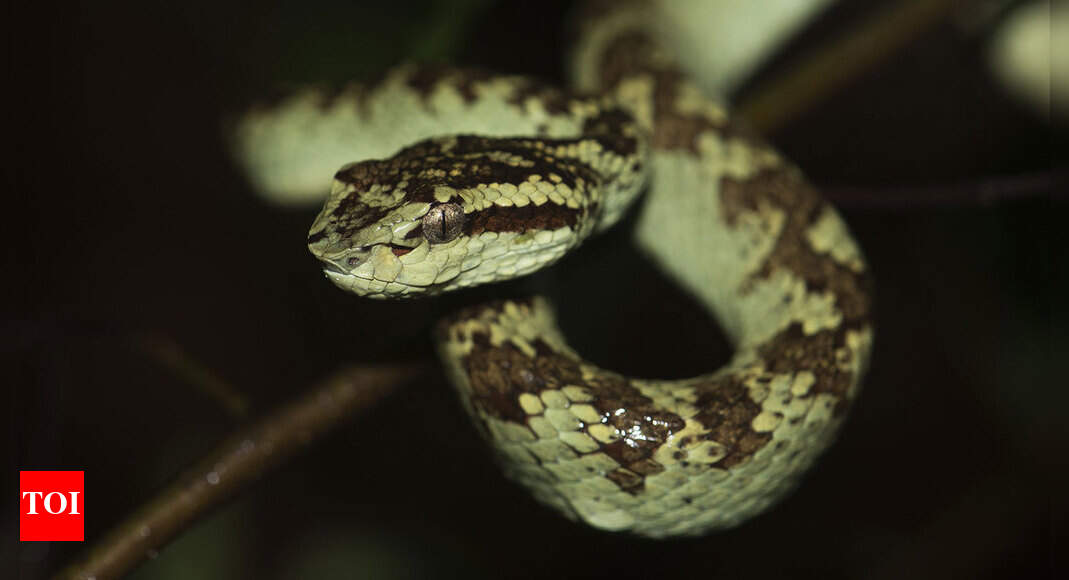 Goa's throbbing nightlife: Glowing fungi, fireflies and rare reptiles ...