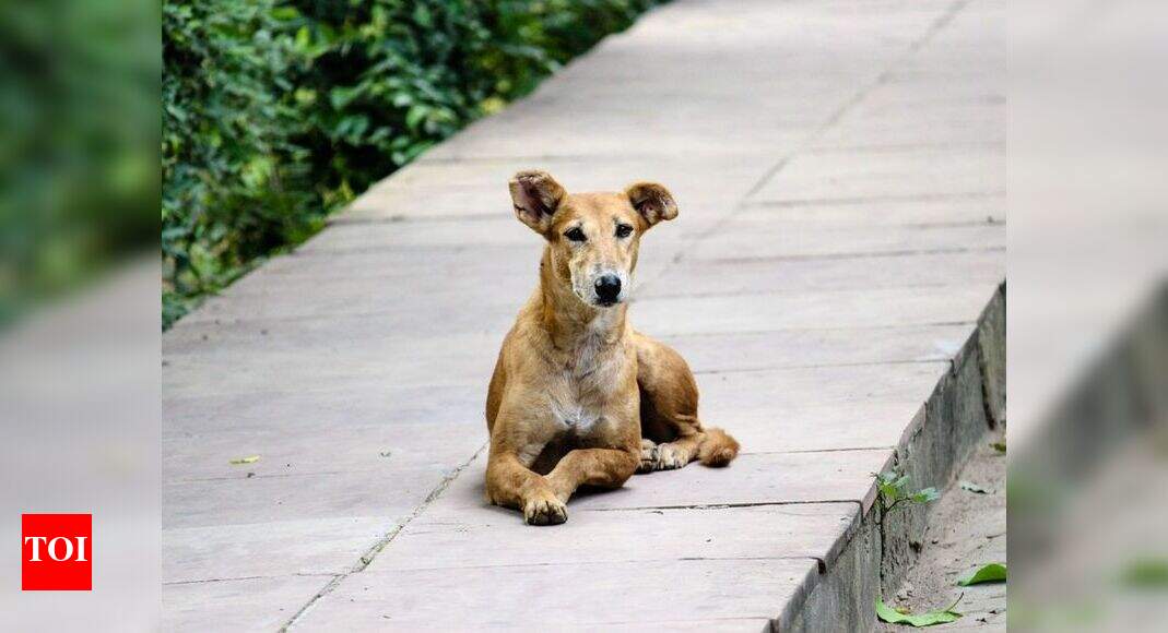 Mumbai: Stray dog tied to vehicle, dragged along till it died? | Mumbai ...