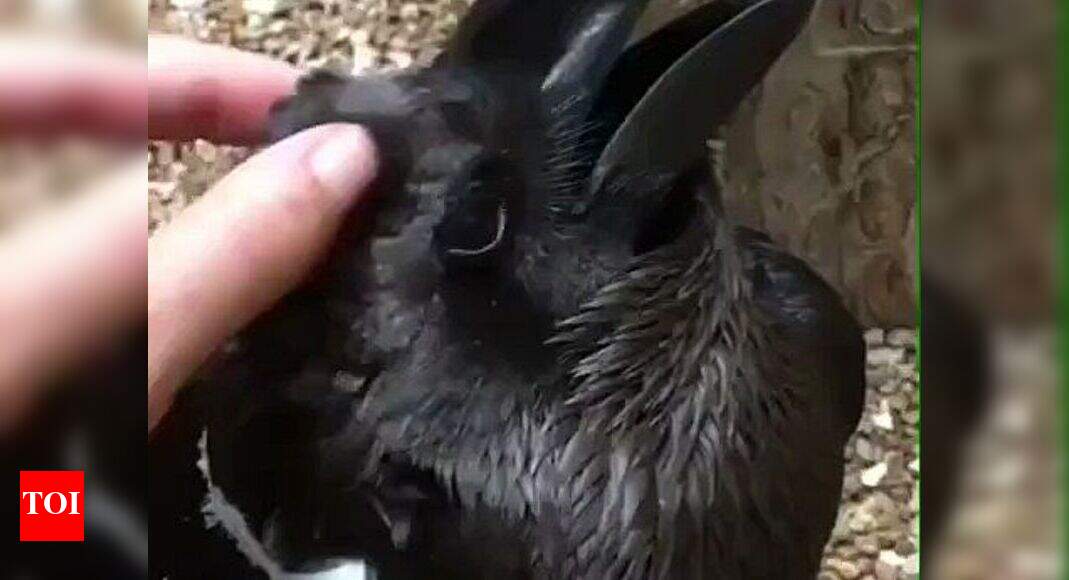 A bird or a rabbit? This optical illusion is going viral - Times of India