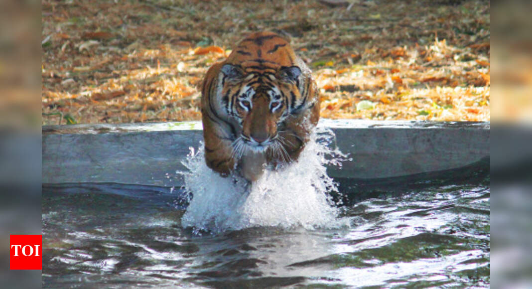 Nearly 2,000 tigers poached in last 19 years, India tops with 626 ...