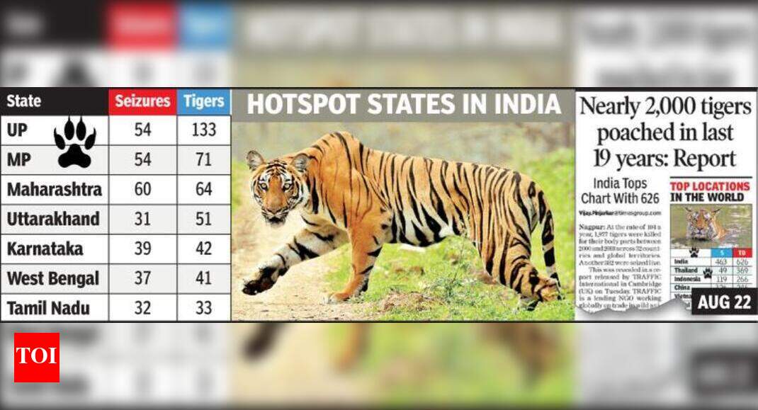 UP, MP, Maha hotspots for tiger poaching | Nagpur News - Times of India