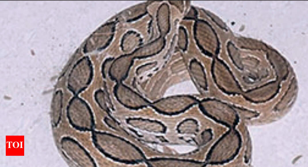 Rare Russell’s viper found in northeast Delhi | Delhi News - Times of India