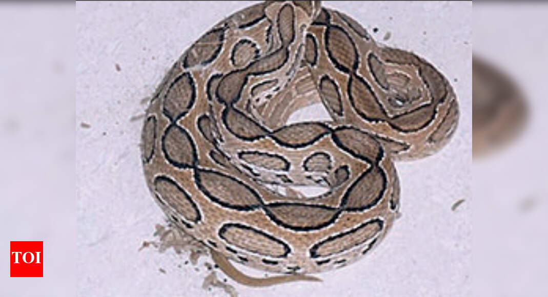 Rare Russell’s viper found in northeast Delhi | Delhi News - Times of India