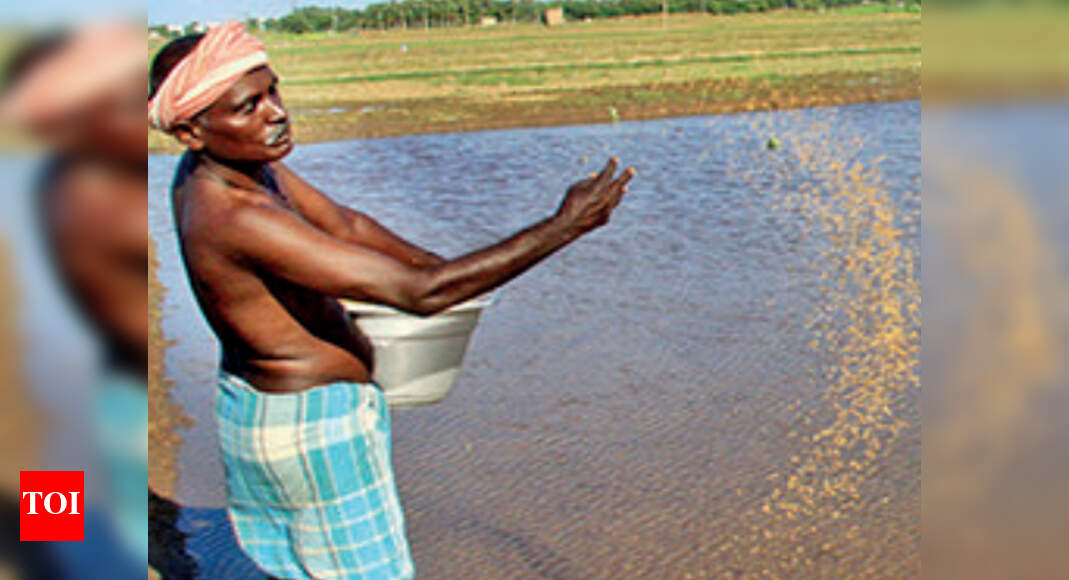 Direct sowing of paddy to get farmers Rs 600/acre as subsidy | Chennai ...