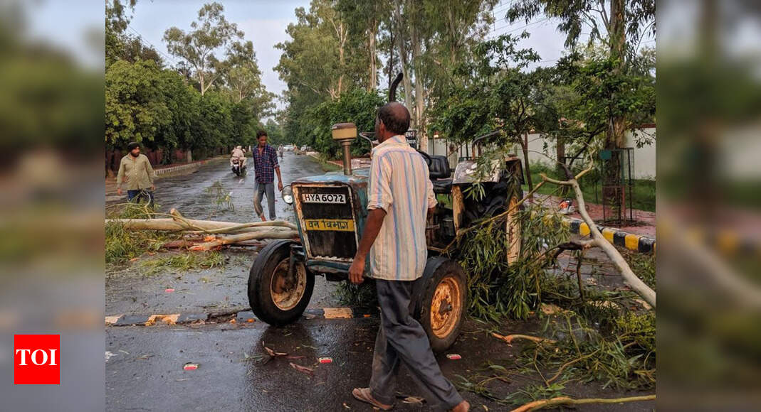 Winds Followed By Rain: Haryana: Strong winds, rain uproot several trees in Ambala | Chandigarh ...