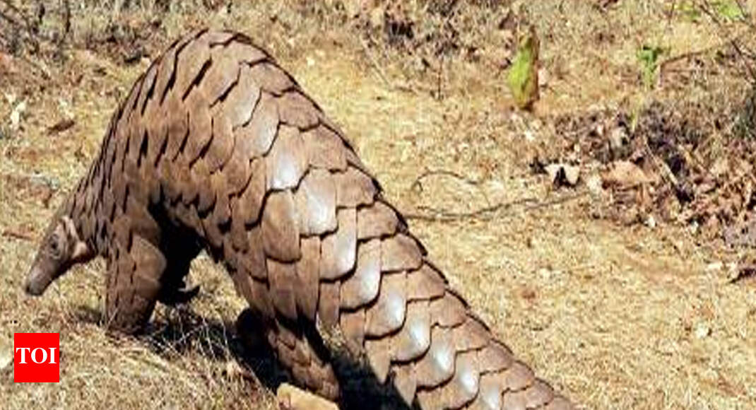 Indian Pangolin population on a downward slope | Pune News - Times of India