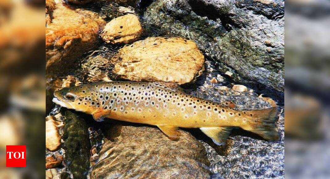 'Climate change to hit 150 Himalayan fish species' | India News - Times ...