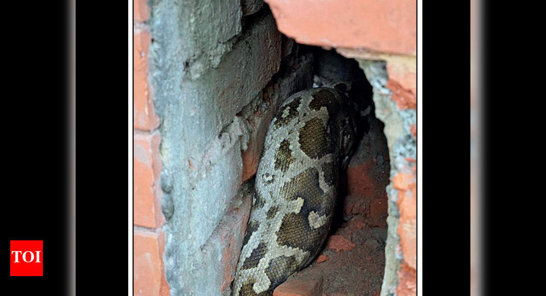 Five-foot python rescued from Ignou campus | Delhi News - Times of India