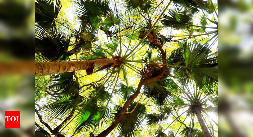 Drive on to plant more palmyra trees in Coimbatore | Coimbatore News ...