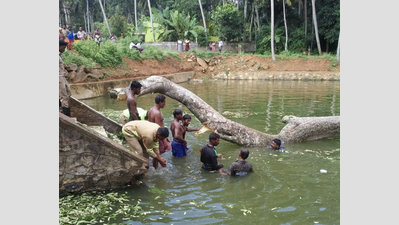 Four injured as tree falls on temple premises in Tamil Nadu | Chennai ...
