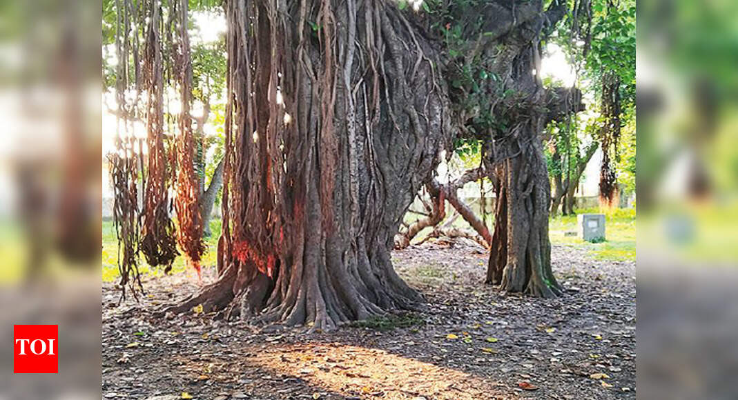 Heritage tag to conserve century-old trees in UP | Bareilly News ...