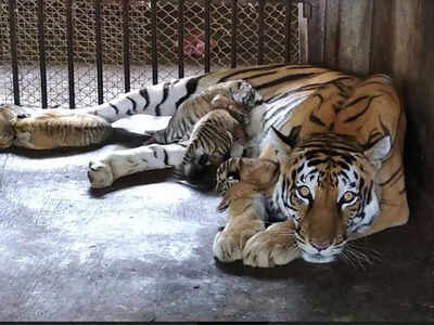 Mangaluru: Royal Bengal Tigress 'Rani' gives birth to five cubs in ...