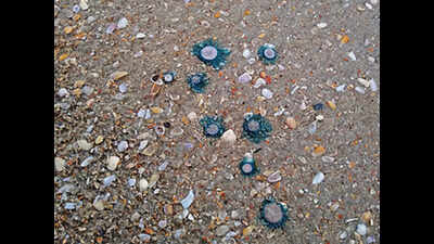 Don’t touch ‘Blue button’ species on beaches: Drishti | Goa News ...
