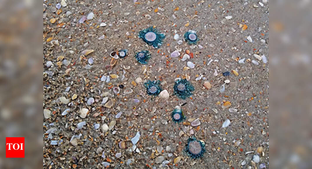 Don’t touch ‘Blue button’ species on beaches: Drishti | Goa News ...