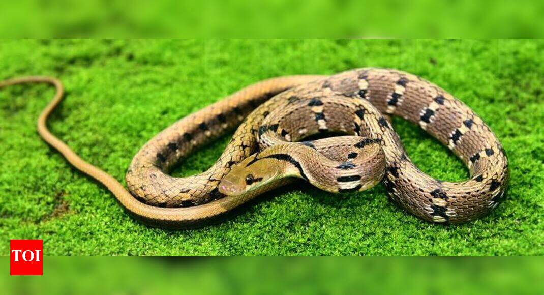 Wildlife biologists find first record of arrow-headed trinket snake in ...