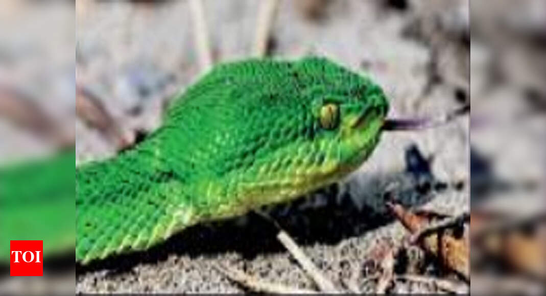 A serpent of mystical hues and medical woes | Chandigarh News - Times ...