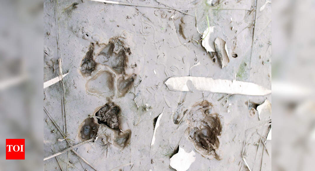 Maneater leopard of Barwani caged, but two more on the loose | Indore ...