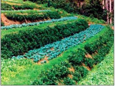 Farming in hills needs to take sustainable turn | Chennai News - Times ...