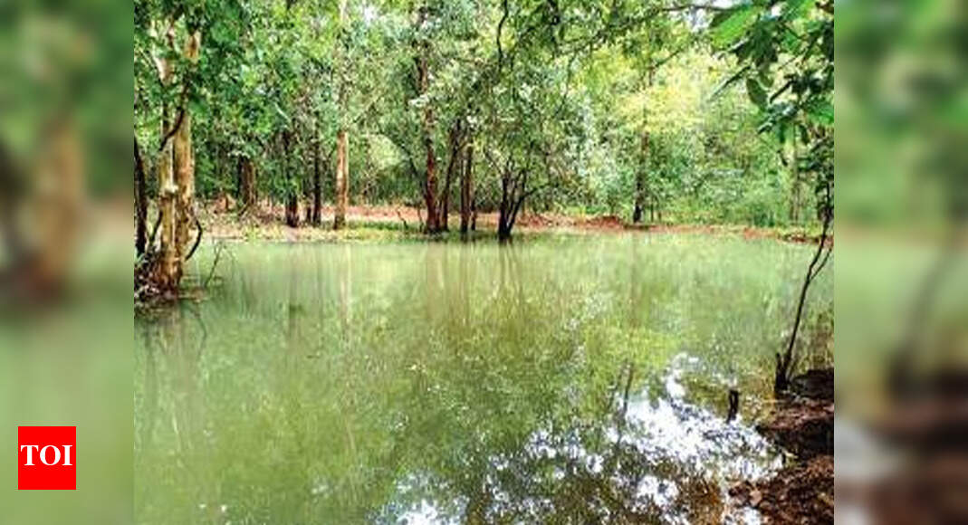 Forest areas across Goa to begin water harvesting | Goa News - Times of ...