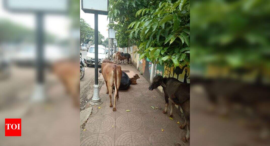 Menace of stray animals - Times of India