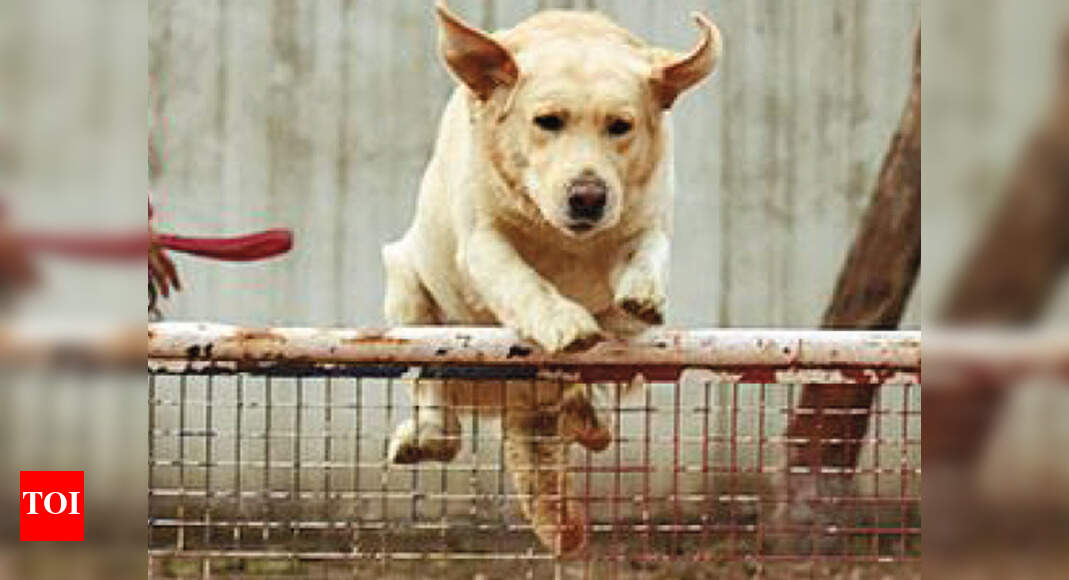 WWF body to train sniffer dog, two handlers for Pilibhit tiger reserve ...