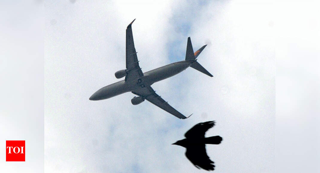 Bird-hit Kolkata flight grounded | Ahmedabad News - Times of India