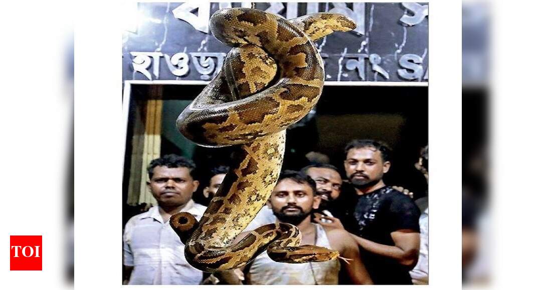 10-Foot-Long Rock Python: West Bengal: 10-foot-long rock python rescued ...
