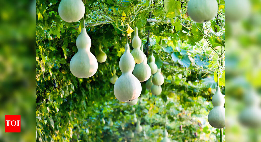 What makes lauki a dose of good health - Times of India