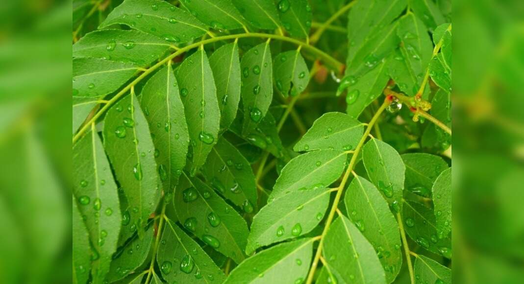 Best Ways To Use Curry Leaves For Hair Growth