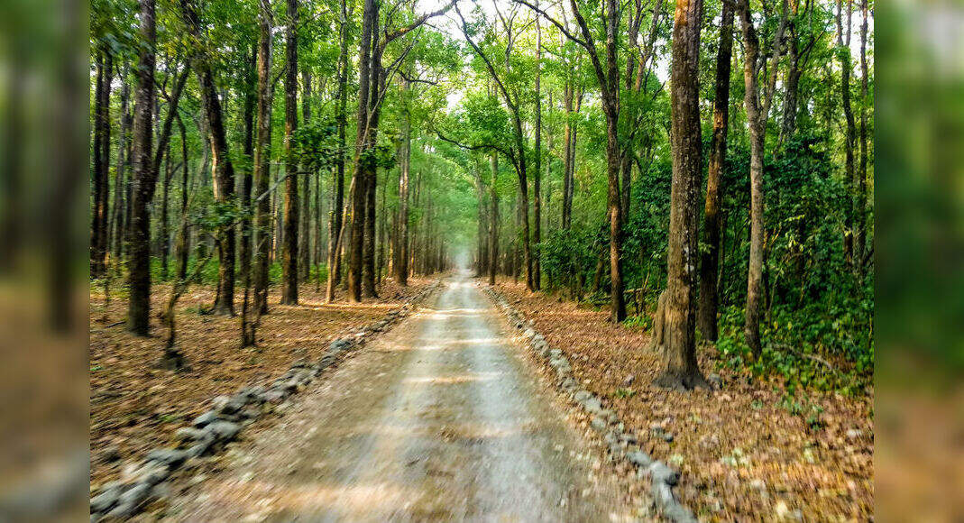 Secret ventures: Haryana’s Kalesar Forest Reserve and National Park ...