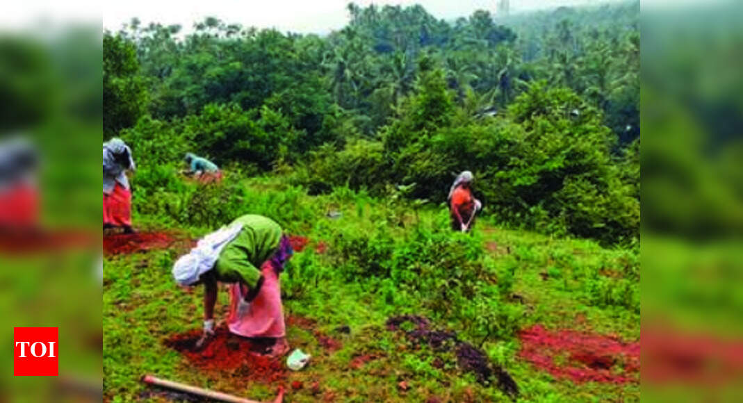 Dryland farmers in Coimbatore to get timber tree saplings for added ...