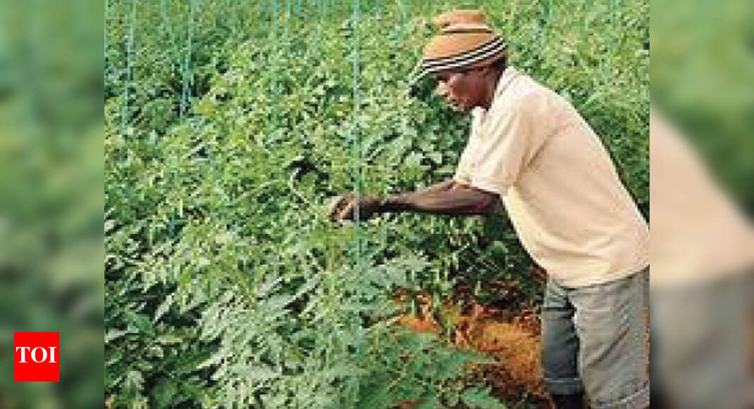 Organic farming in Jharkhand gets Rs 100 crore cabinet boost | Ranchi ...